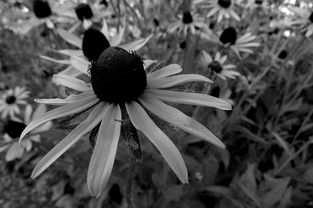 Daisies White Flowers Floral - Free photo on Pixabay - Pixabay