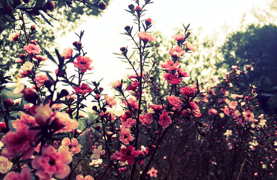 Variety Of Colors Clutter Flower - Free image on Pixabay