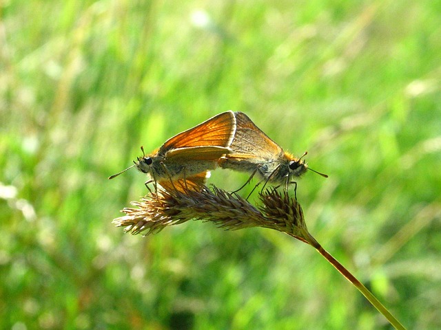 Deux Papillons Nature Prairie - Photo gratuite sur Pixabay - Pixabay