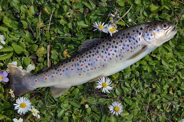 Plus de 300 images de Truite et de Poisson - Pixabay