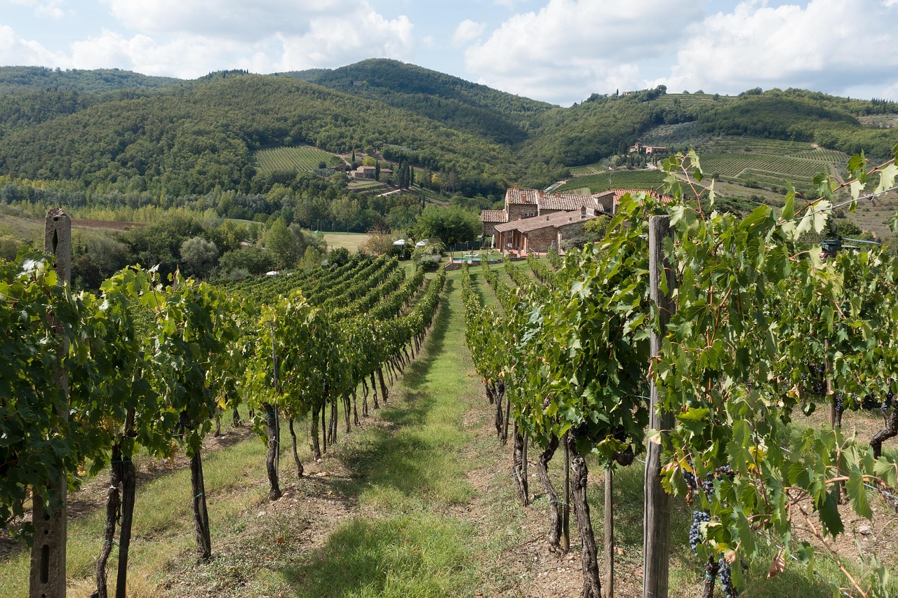 Wine Growing Vineyard Vine - Free photo on Pixabay - Pixabay