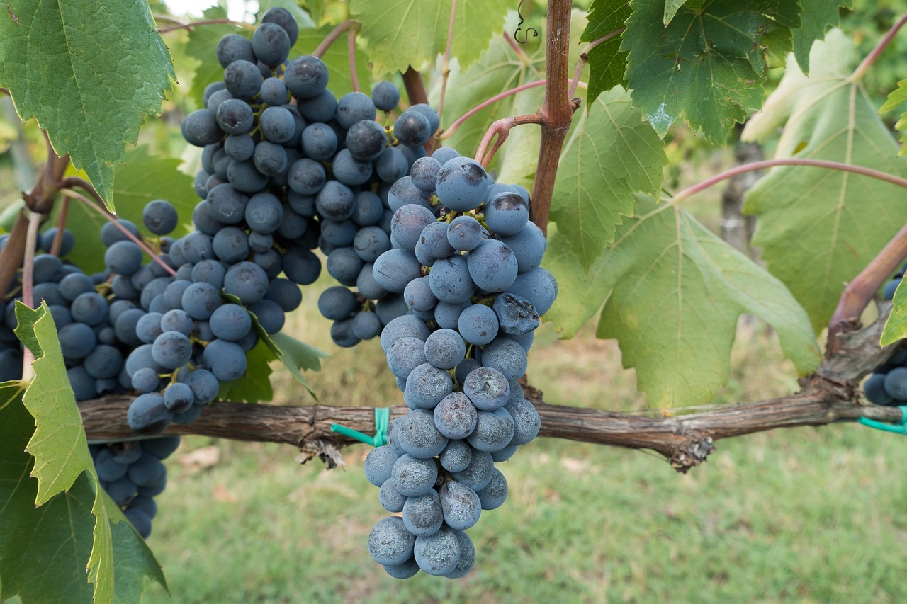Wine Growing Grape Vineyard - Free photo on Pixabay - Pixabay
