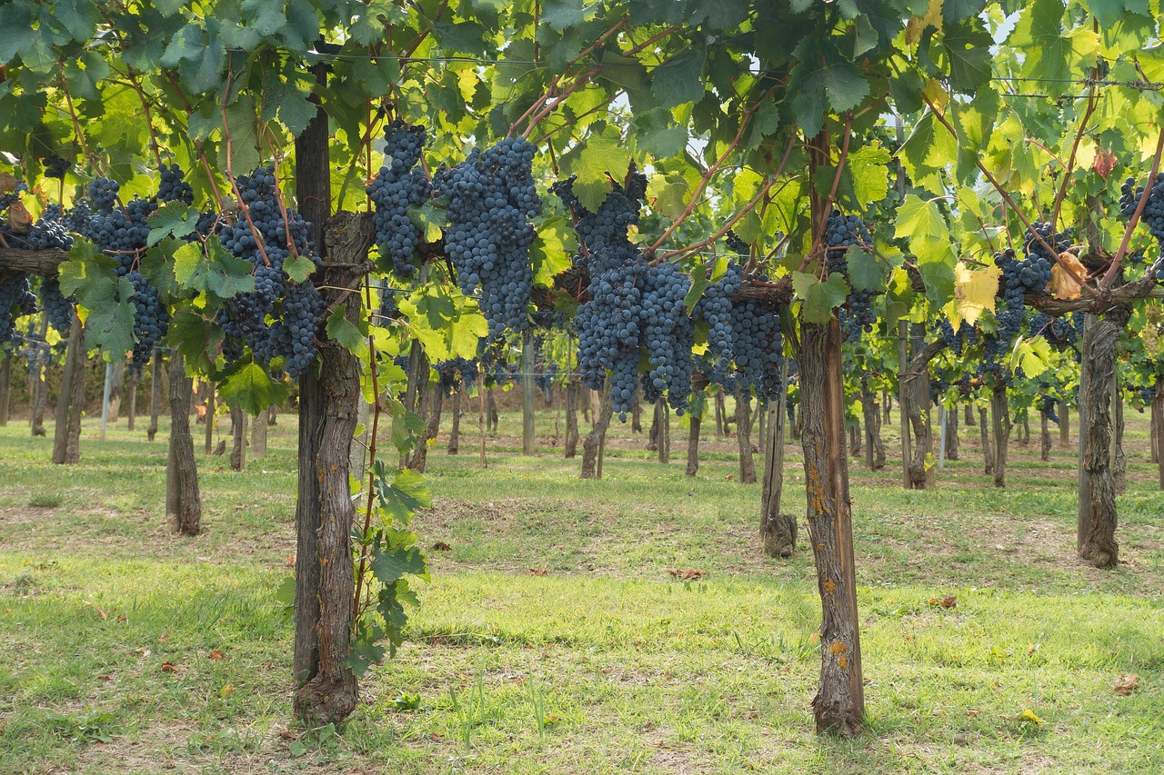 Wine Growing Grape Vineyard - Free photo on Pixabay - Pixabay