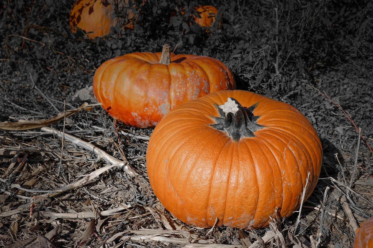 Pumpkin Thanksgiving Holiday - Free photo on Pixabay - Pixabay