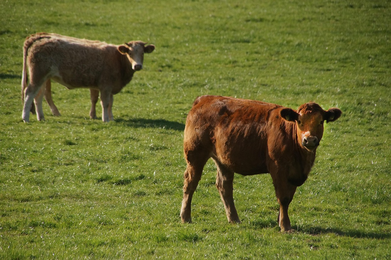 Vaca Animal Bovino - Foto gratis en Pixabay