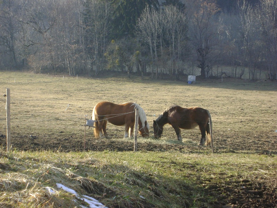 Horses France - Free photo on Pixabay - Pixabay