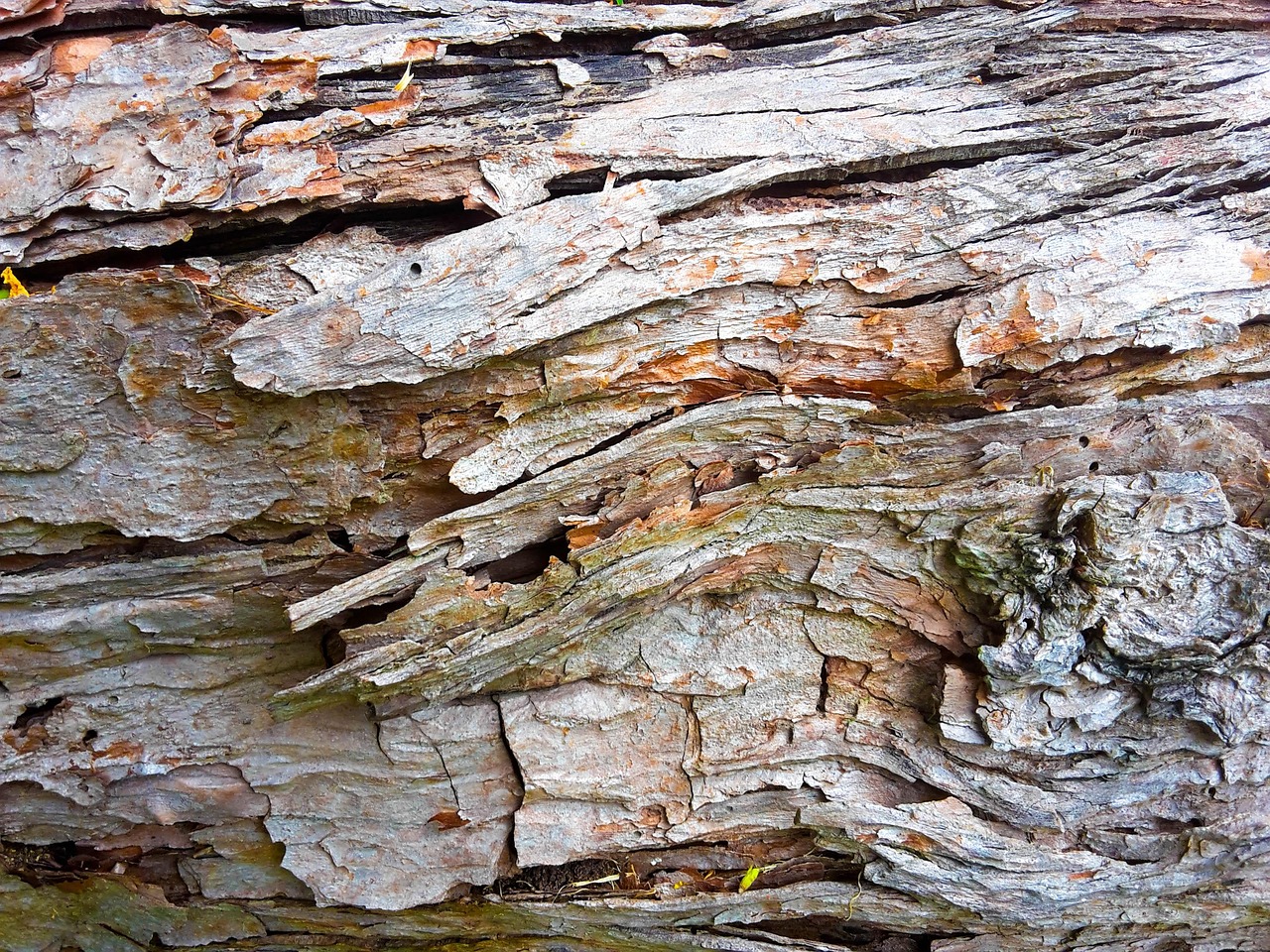 Holz Stamm Baum - Kostenloses Foto auf Pixabay - Pixabay