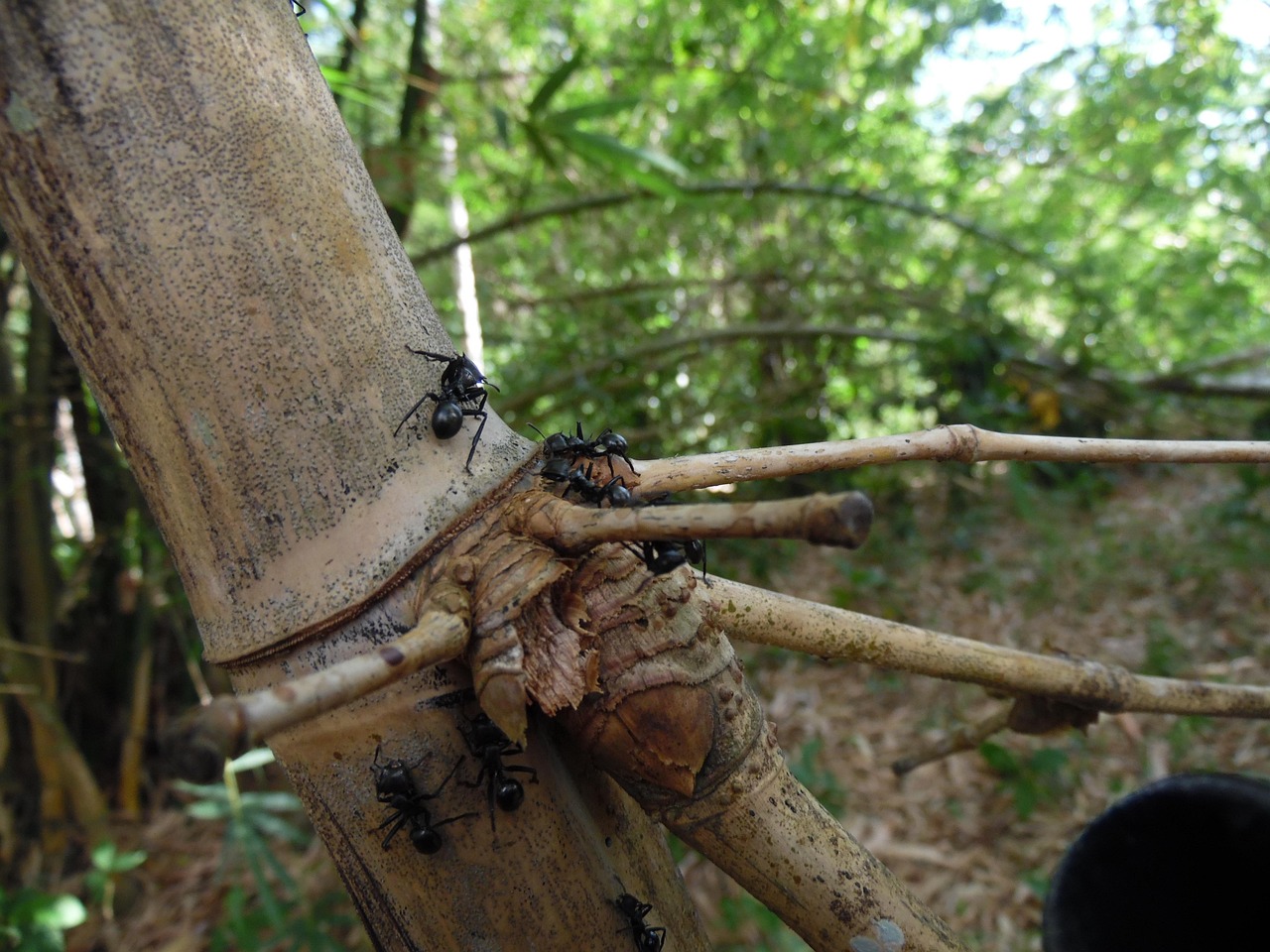Insecto Árbol Naturaleza - Foto gratis en Pixabay