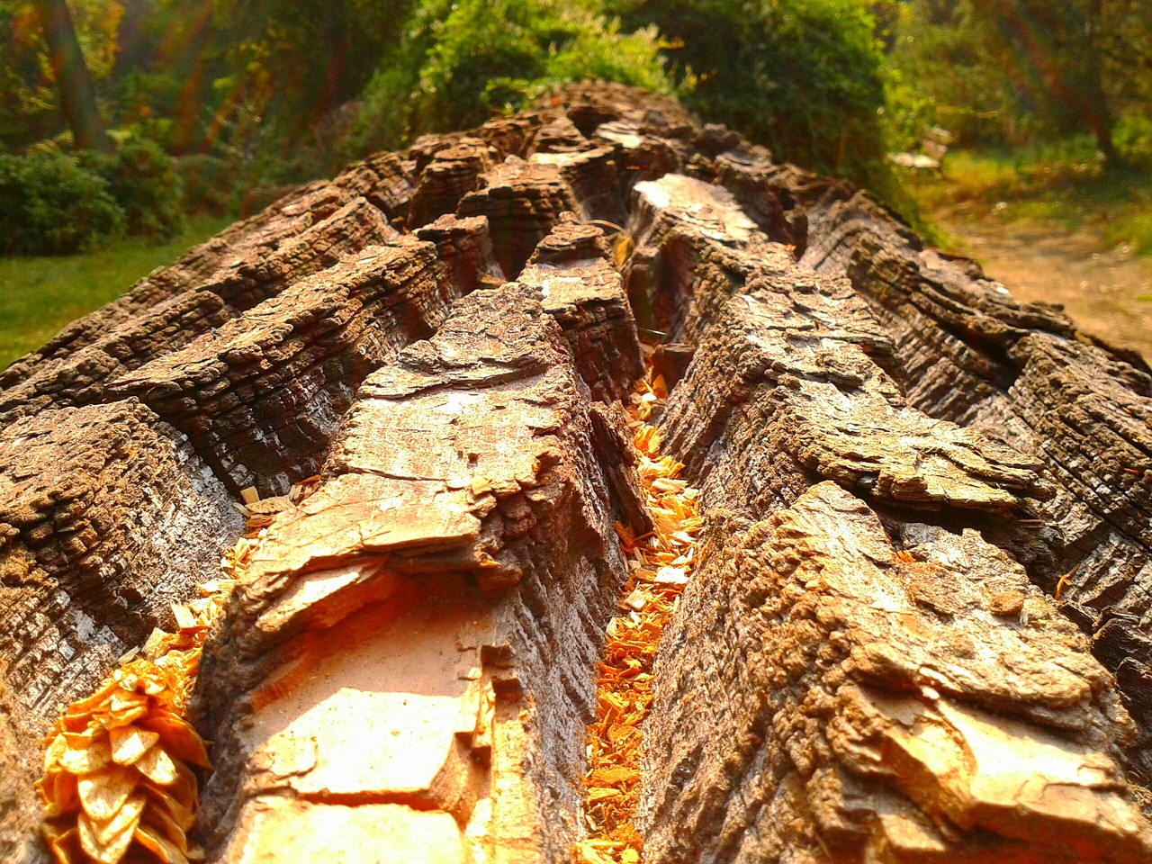 Madera Árbol Rama La - Foto gratis en Pixabay - Pixabay