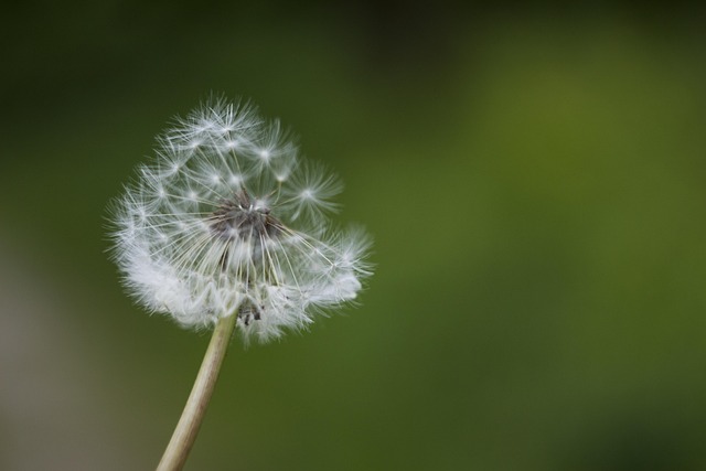 Löwenzahn Pflanze Blume - Kostenloses Foto auf Pixabay - Pixabay
