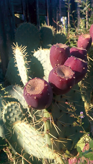 Prickly Pears Country Tuscany - Free photo on Pixabay