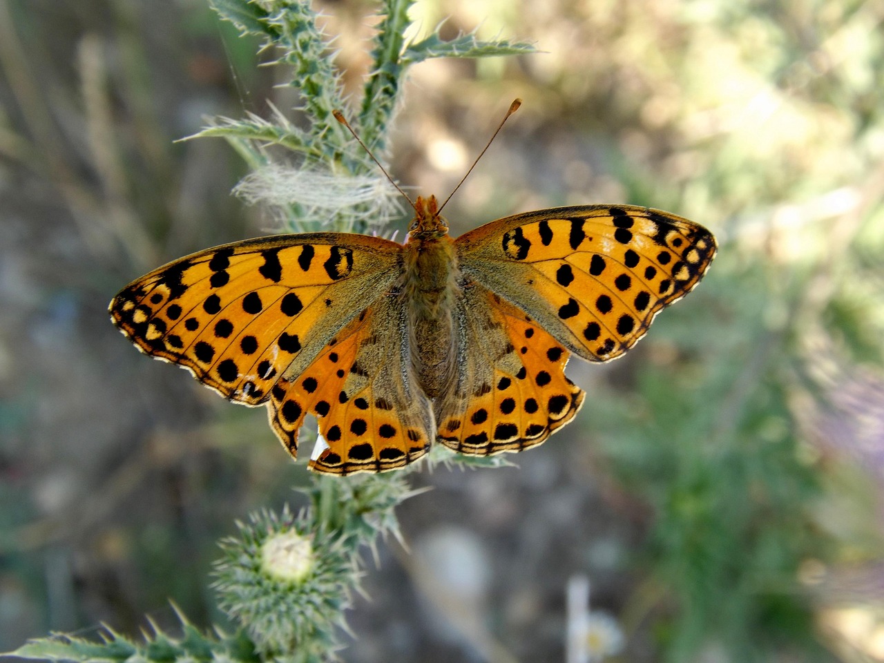 Butterfly Colored Orange - Free photo on Pixabay - Pixabay