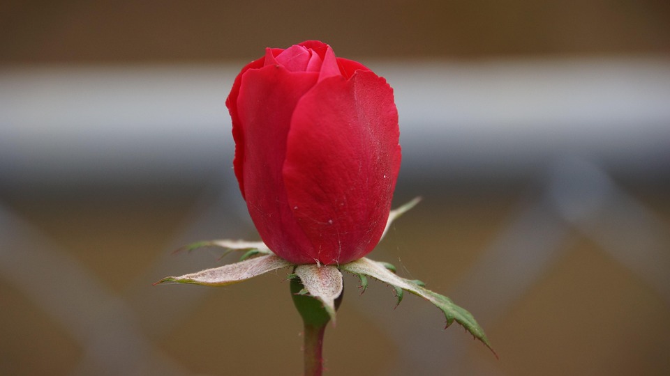 Rose A Flowers - Free photo on Pixabay