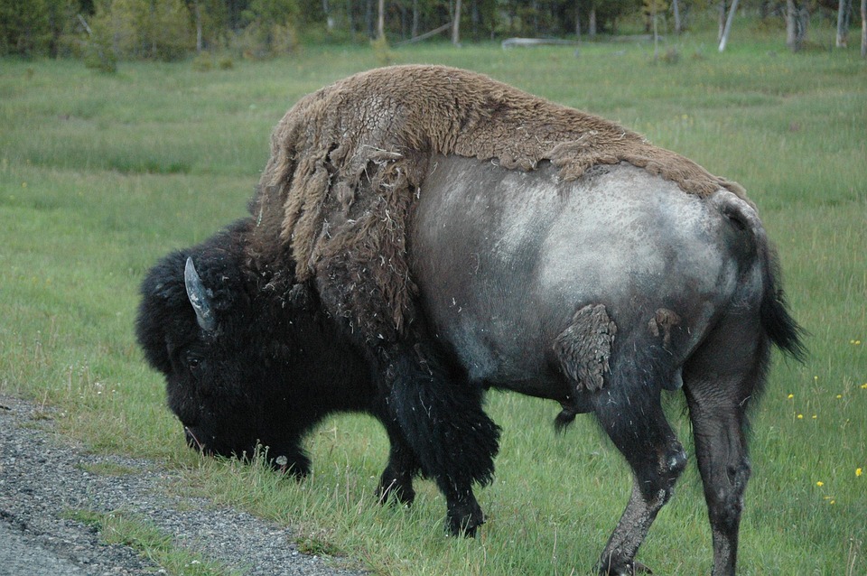 Bison Yellowstone Animal - Free photo on Pixabay - Pixabay