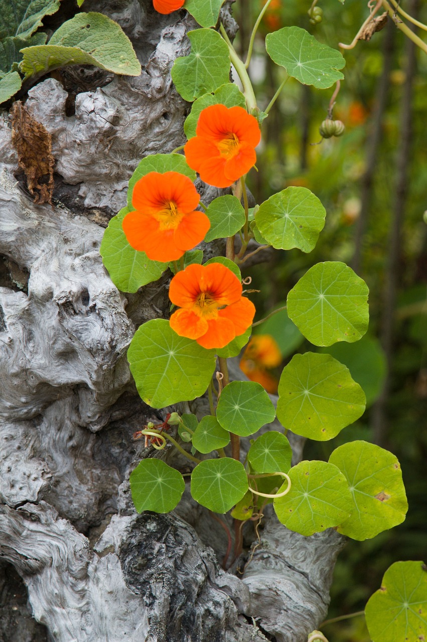Plus de 400 images de Capucine et de Nature - Pixabay