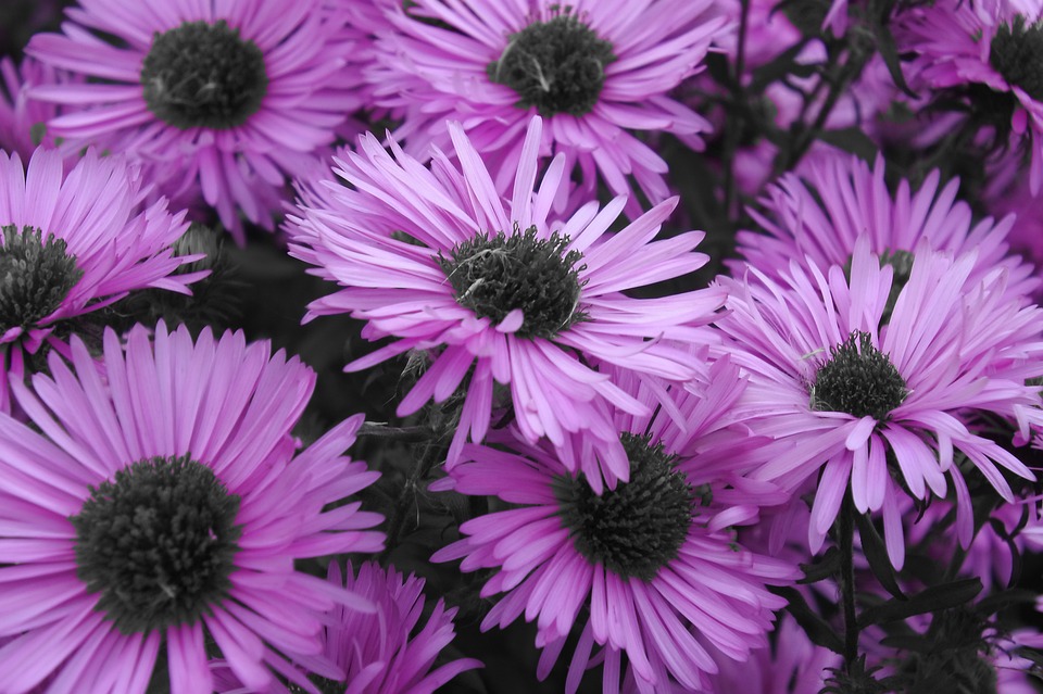 Fleurs Mauve Bouquet - Photo gratuite sur Pixabay - Pixabay