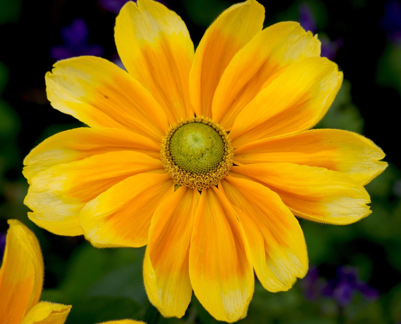 Blossom Bloom Yellow - Free photo on Pixabay - Pixabay