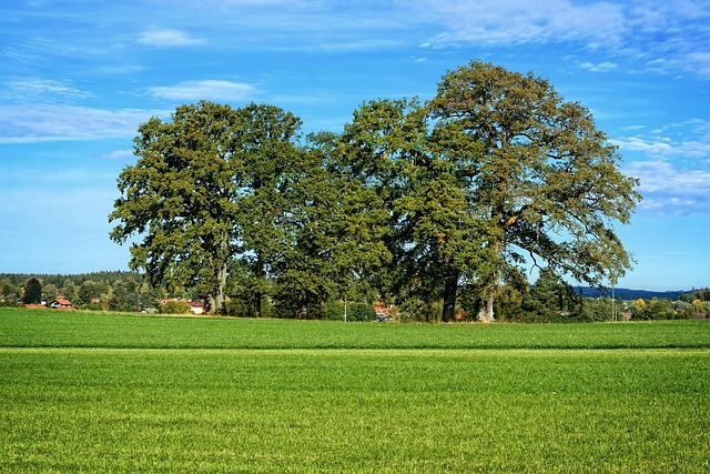 Grupo De Árboles - Foto gratis en Pixabay
