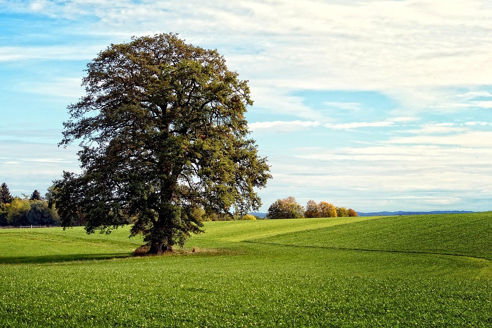 Baum Einzeln Landschaft - Kostenloses Foto auf Pixabay - Pixabay