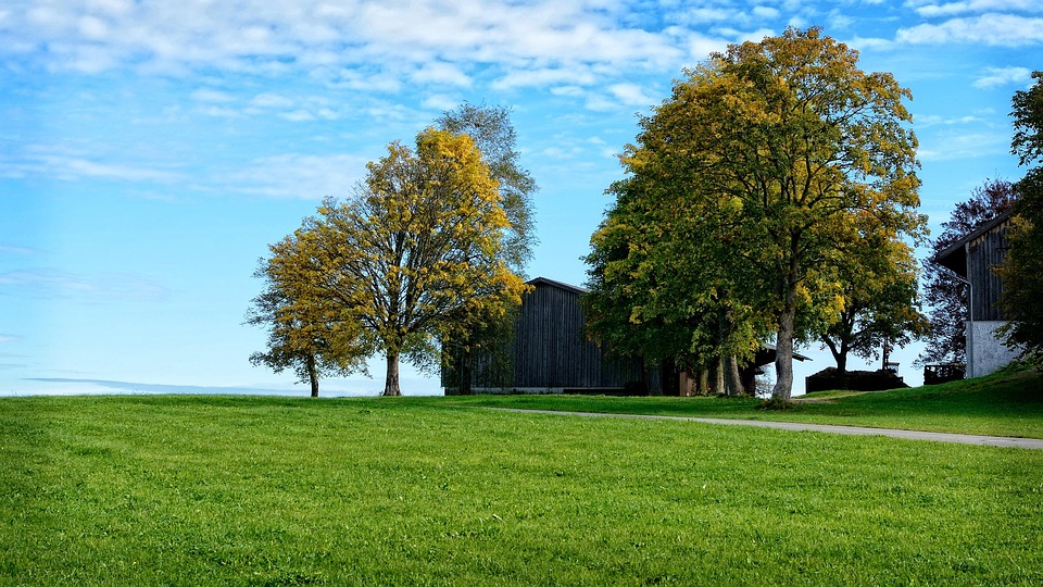 Baum Einzeln Landschaft - Kostenloses Foto auf Pixabay