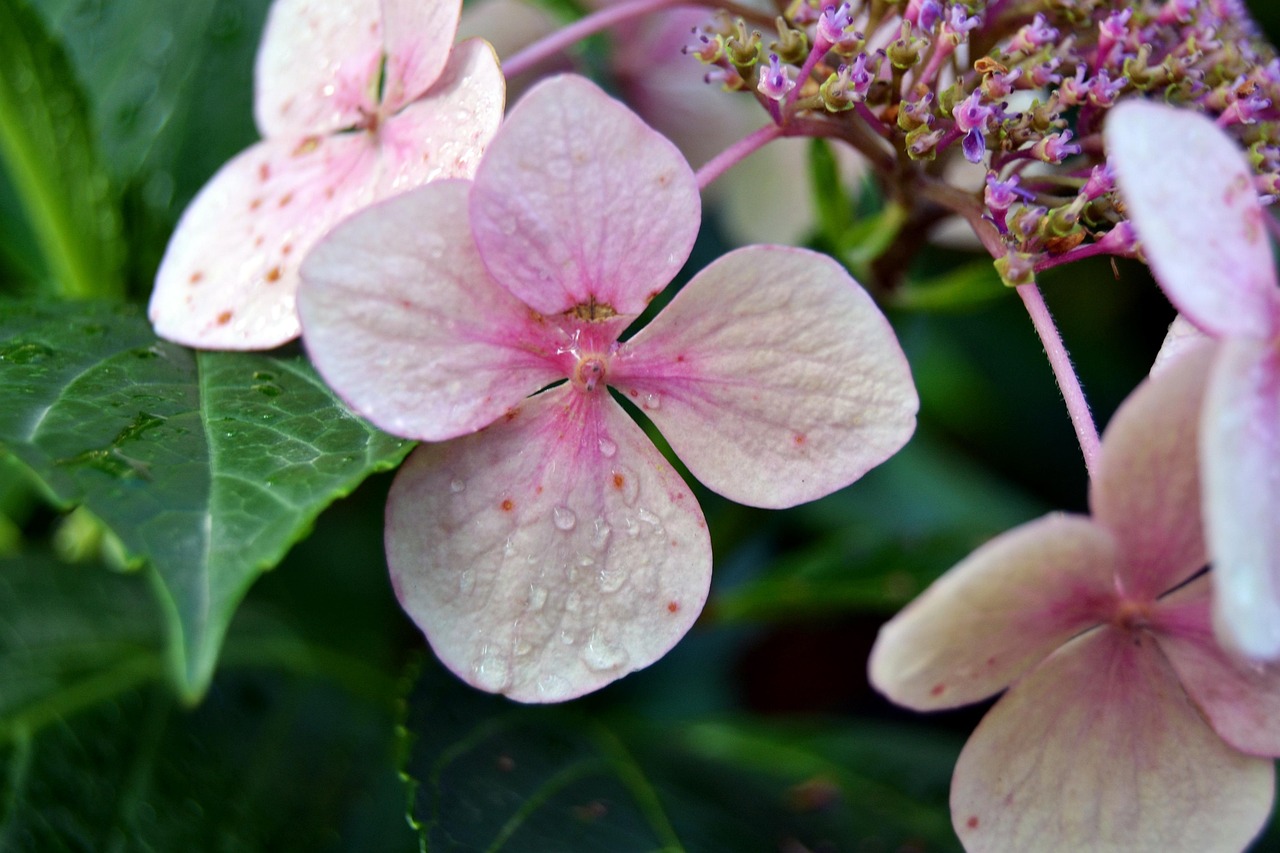 Bunga Embun Merah Jambu - Foto gratis di Pixabay - Pixabay