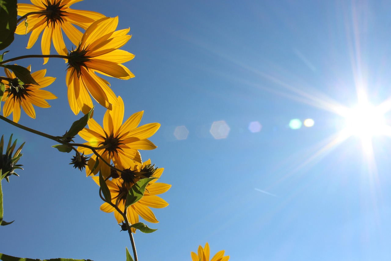 Flower Heaven Blue - Free photo on Pixabay - Pixabay