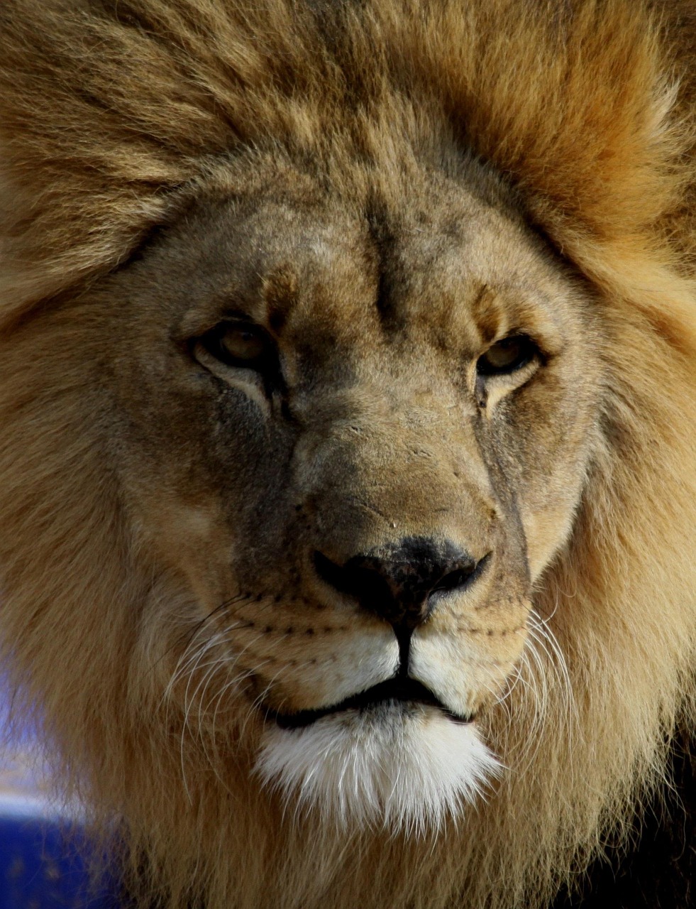 Leeuw Dierentuin Grote Kat - Gratis foto op Pixabay