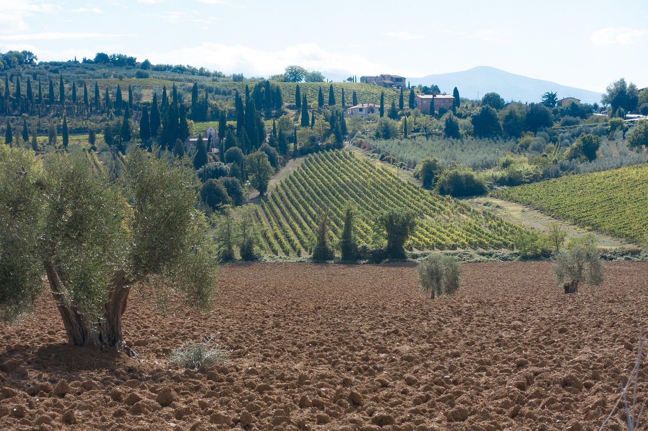 Olive Grove Landscape Cypress - Free photo on Pixabay - Pixabay