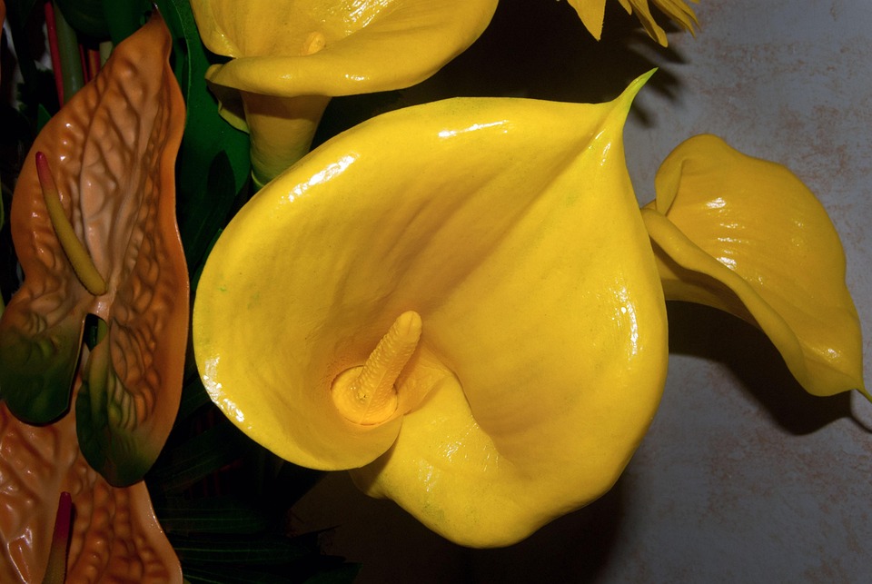 Flower Yellow Calla - Free photo on Pixabay - Pixabay