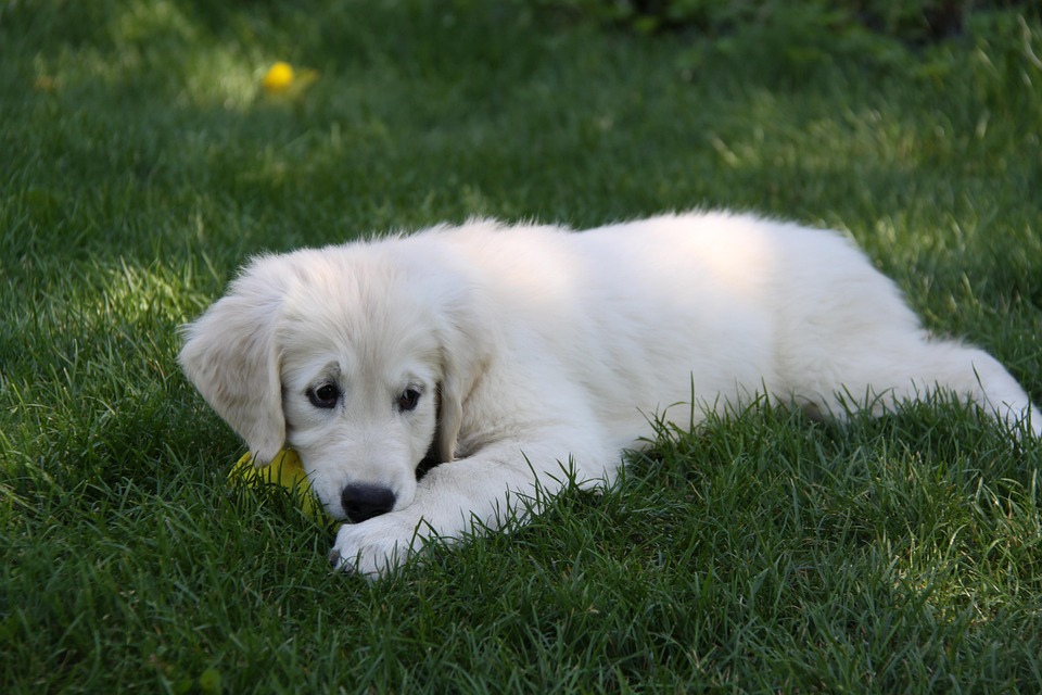 Welpen Hund Tiere - Kostenloses Foto auf Pixabay