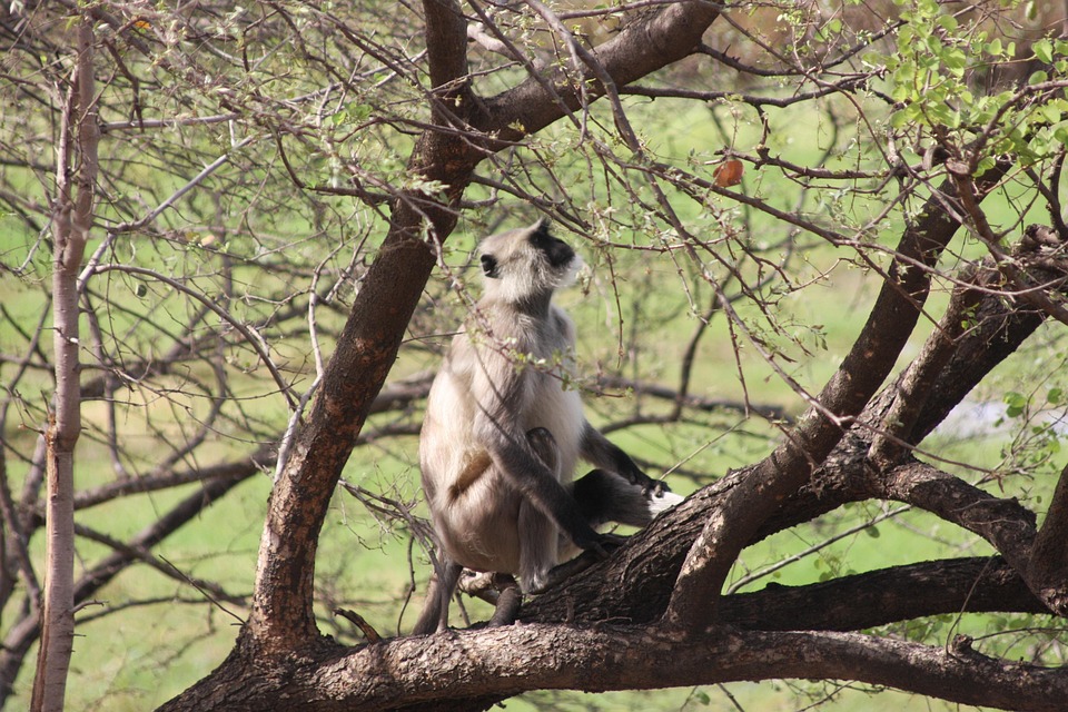 India Opice Cestovanie - Fotografia zdarma na Pixabay - Pixabay