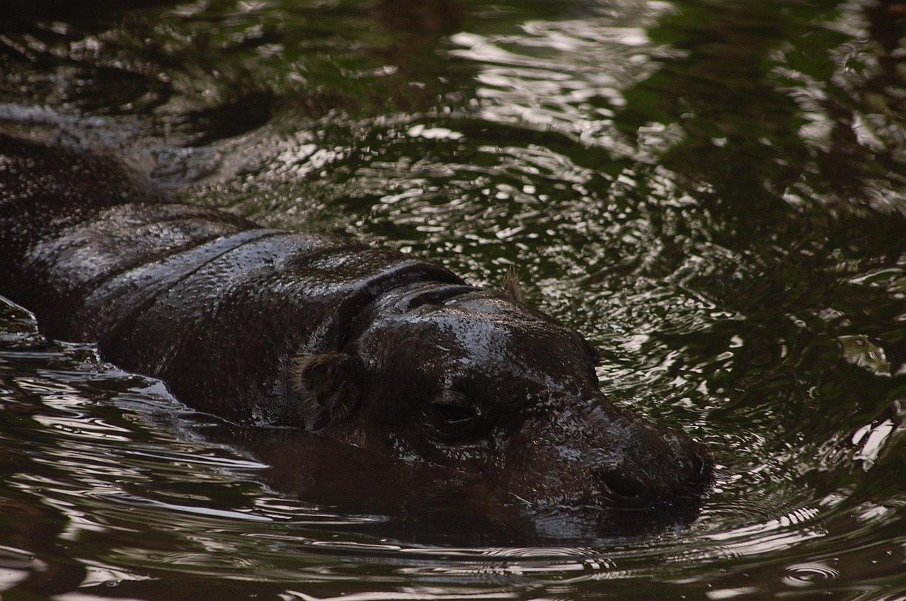 Animal Hipopótamo Zoo - Foto gratis en Pixabay - Pixabay