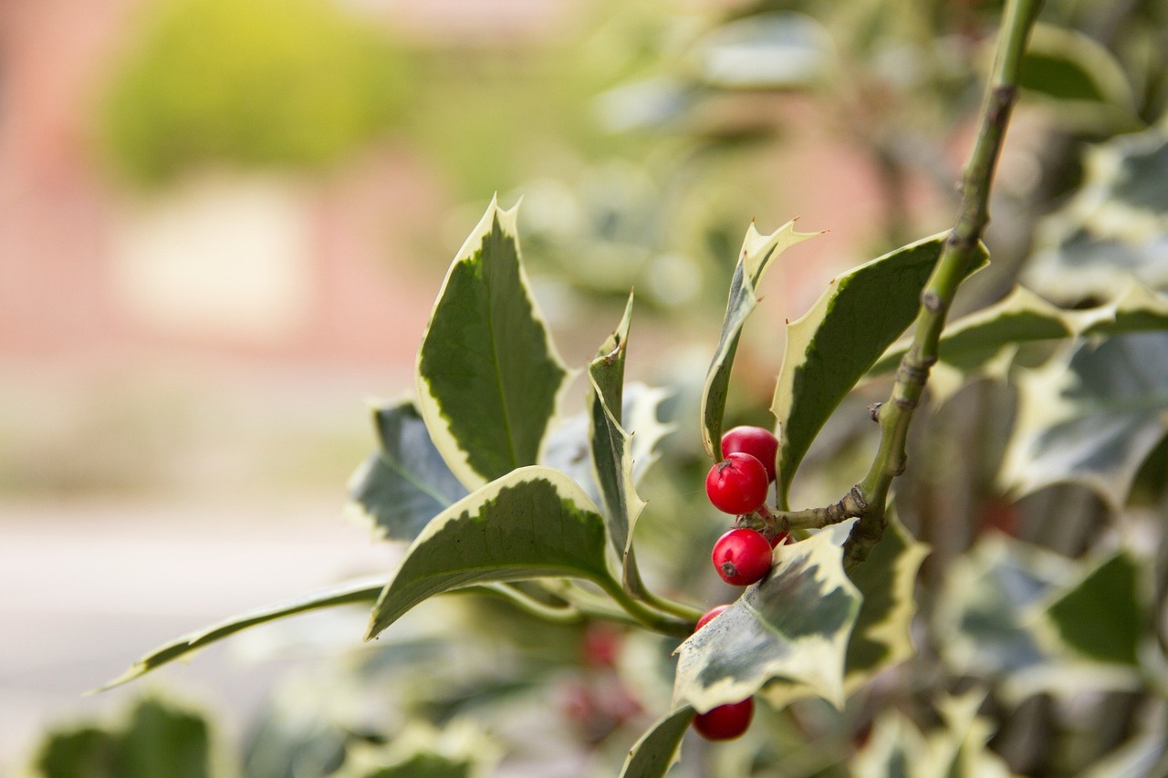 100,000+ Free Holly Leaf & Leaf Photos - Pixabay