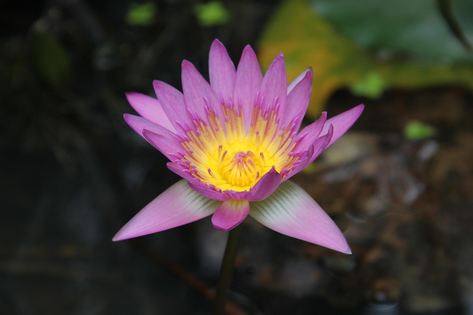 Lotus Warna Bunga Mekar - Foto gratis di Pixabay