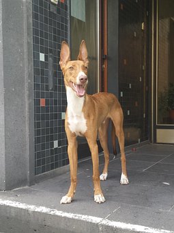 30+ Free Podenco & Dog Images