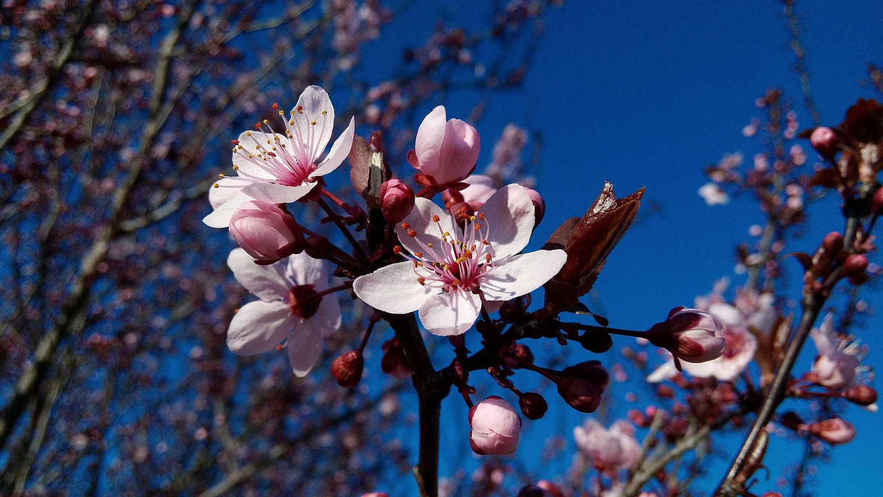 Amandiers Fleurs Des Arbres - Photo gratuite sur Pixabay - Pixabay