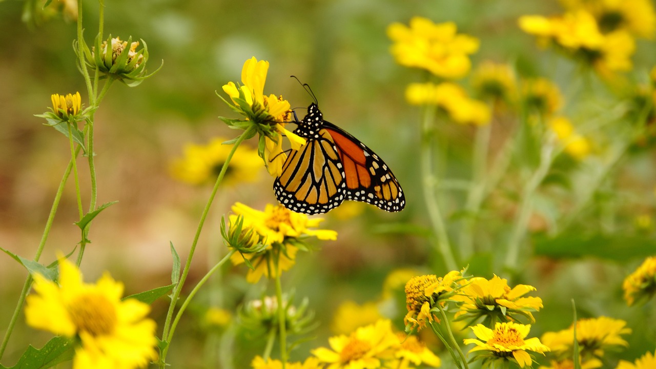 Flor Mariposa Amarillo - Foto gratis en Pixabay - Pixabay