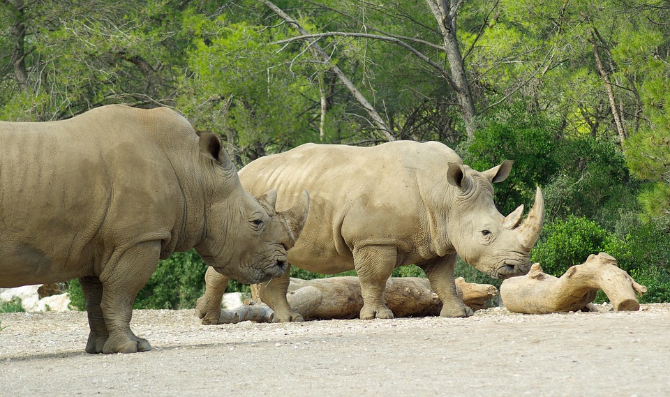 Rhinoceros Zoo Africa - Free photo on Pixabay - Pixabay