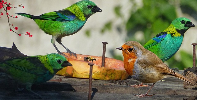 Aves Pássaros Passarinhos Mundo - Foto gratuita no Pixabay - Pixabay