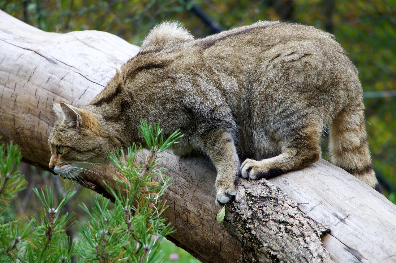 2.000+ kostenlose Wildkatze und Natur-Bilder - Pixabay