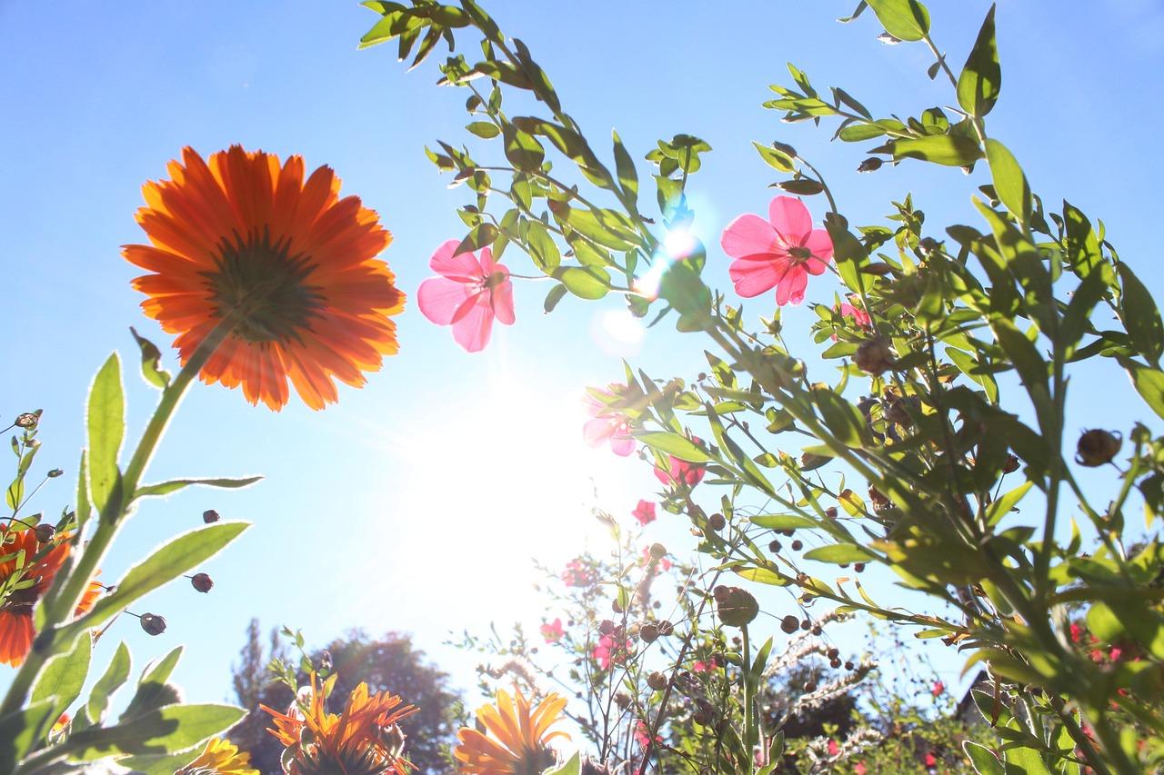 Flower Photographed From Below - Free photo on Pixabay