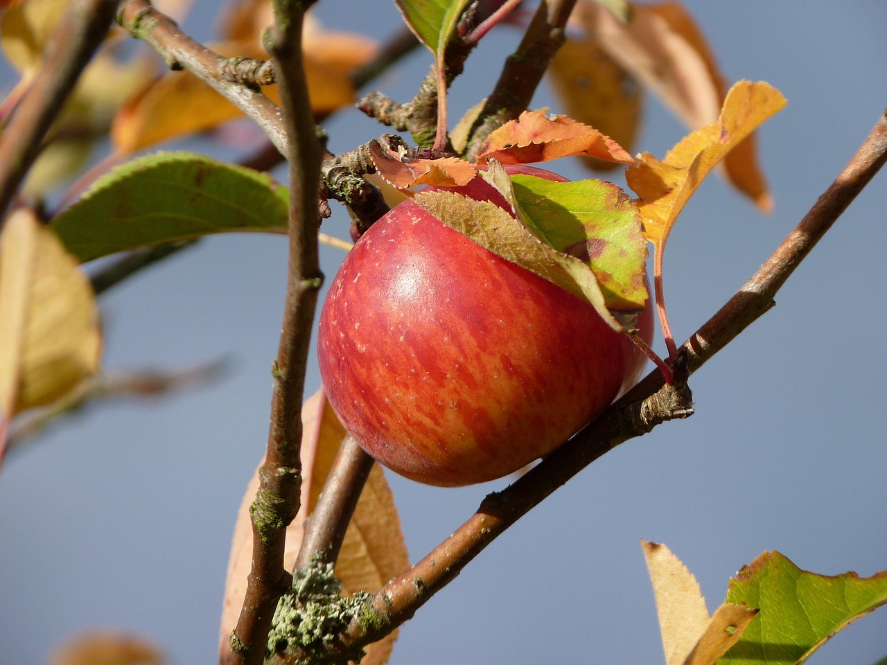 Apple Fall Fruit - Free photo on Pixabay - Pixabay