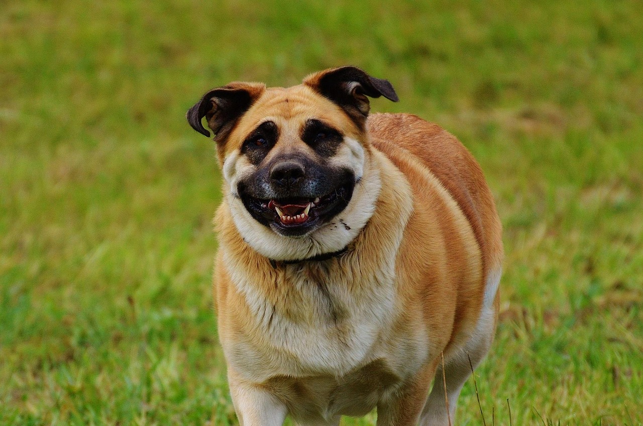 Cachorro Animal Doméstico - Foto gratuita no Pixabay - Pixabay