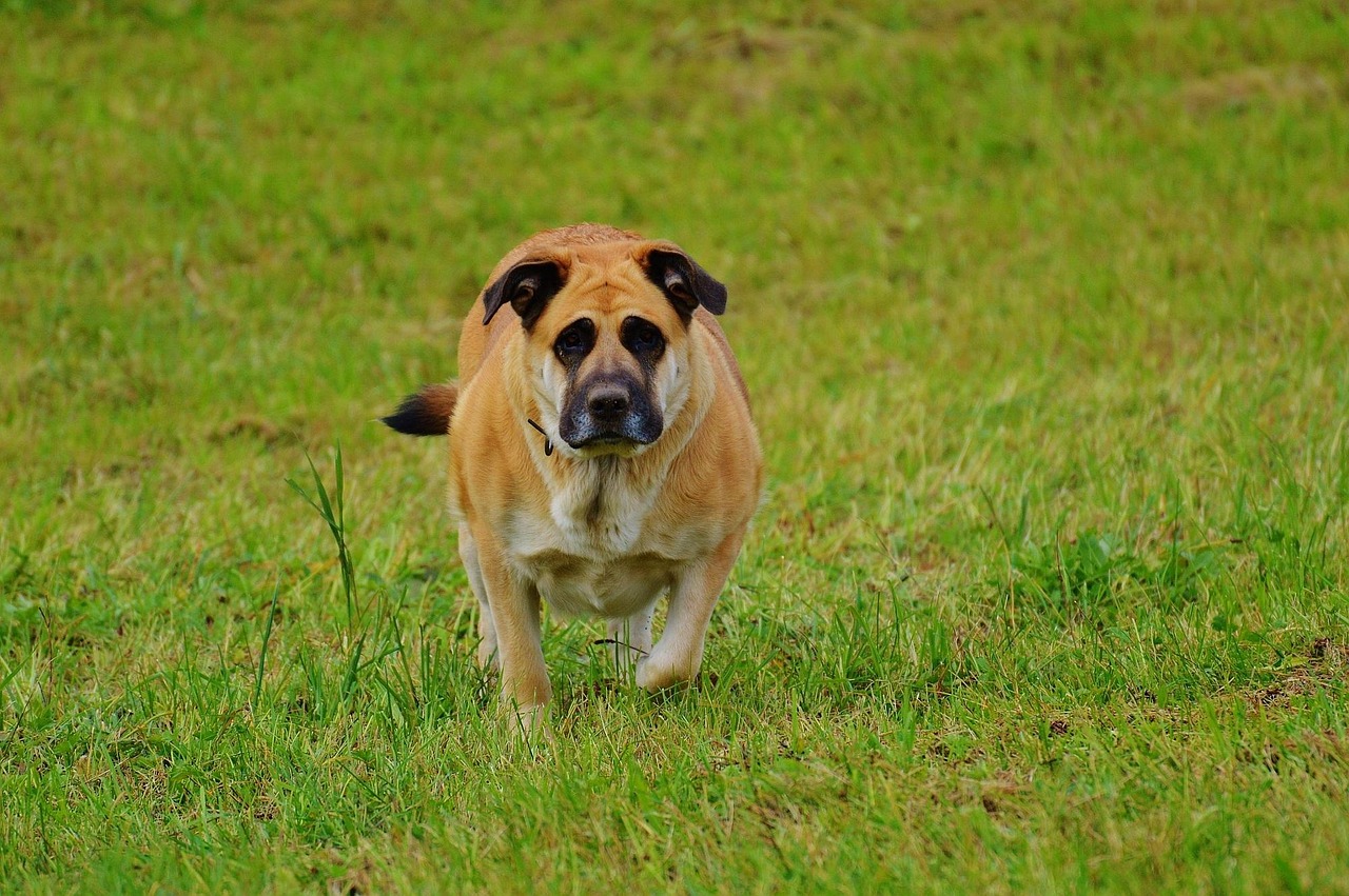 Cachorro Animal Doméstico - Foto gratuita no Pixabay - Pixabay