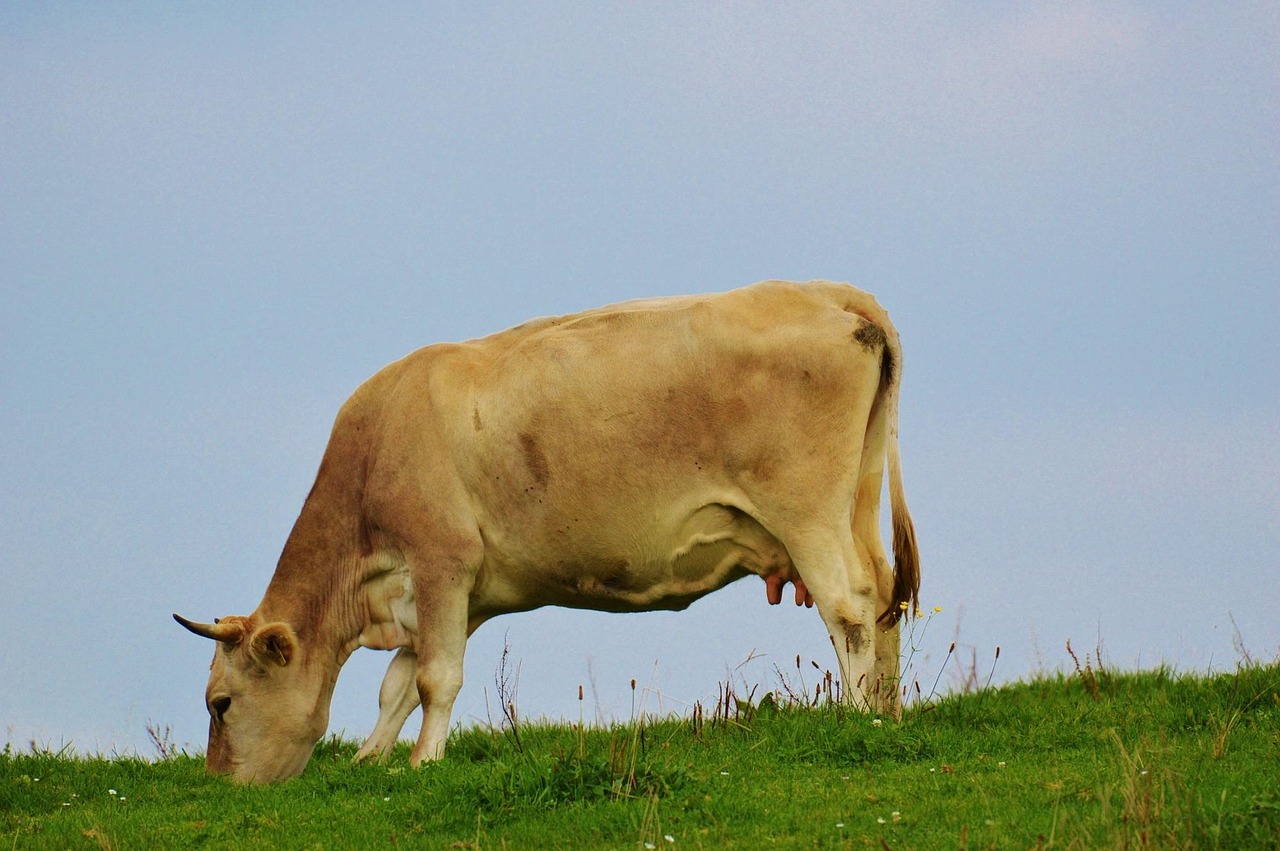 Kuh Allgäu Niedlich · Kostenloses Foto auf Pixabay