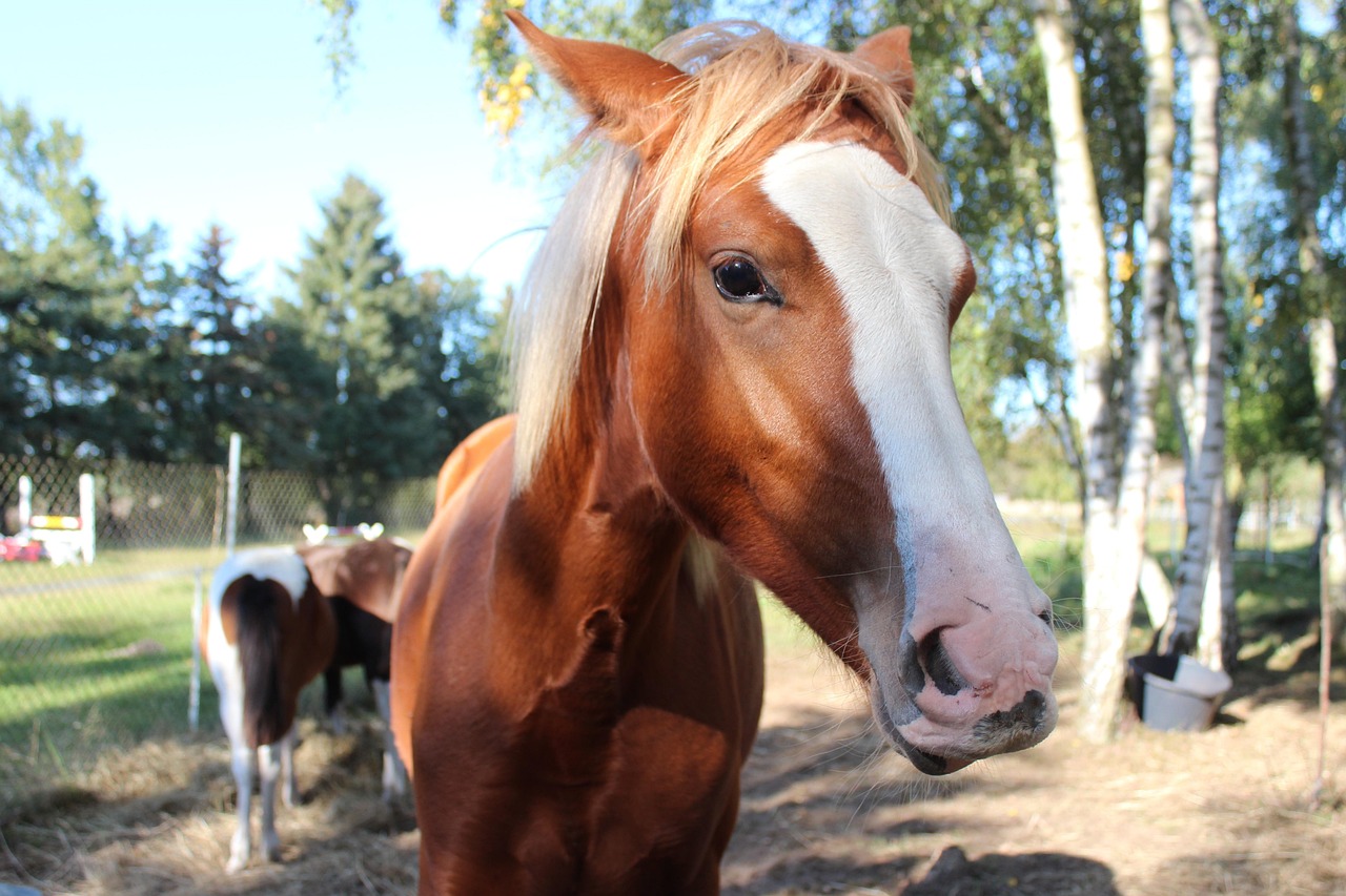 Kuda Poni Jerman - Foto gratis di Pixabay - Pixabay