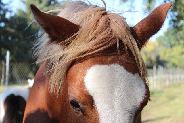 Kuda Poni Jerman - Foto gratis di Pixabay - Pixabay