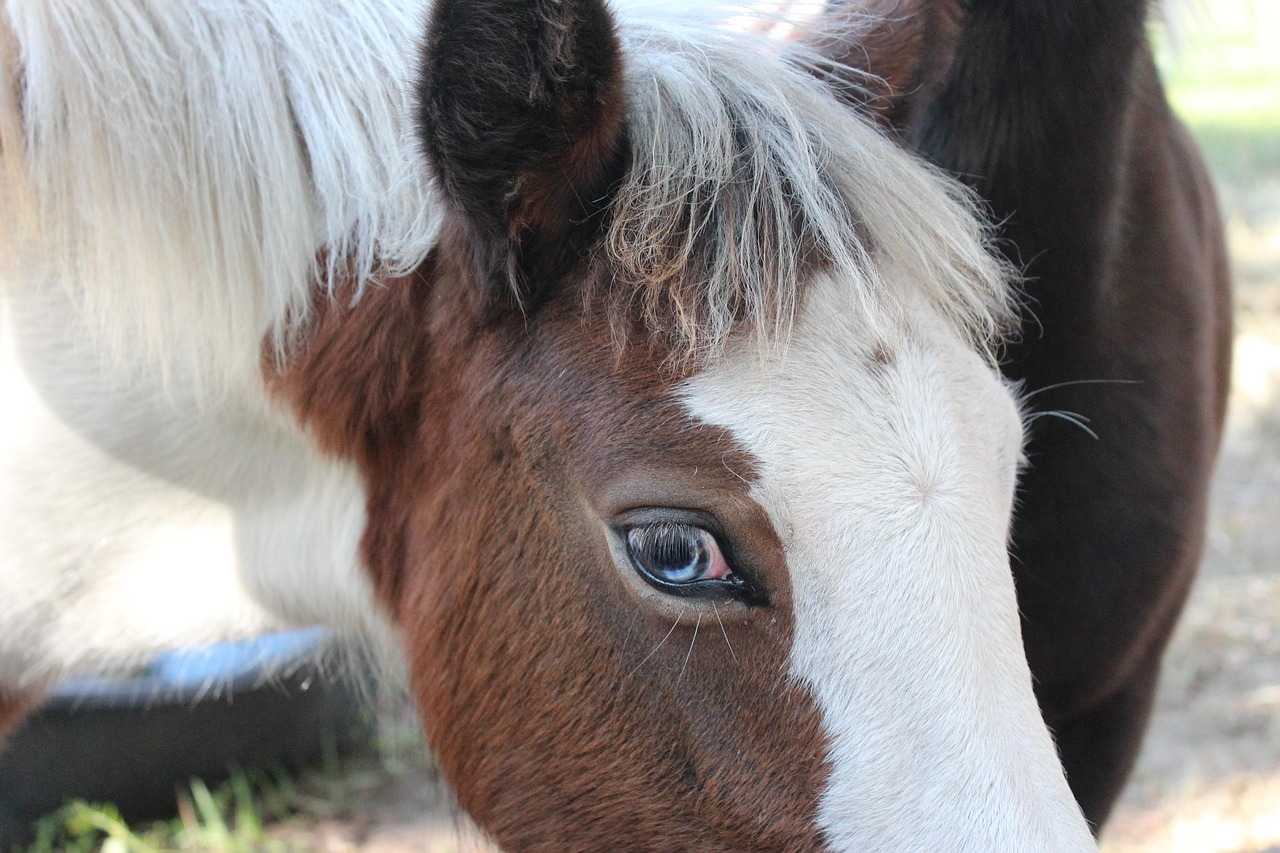 100+ Free Horse Blaze & Horse Images - Pixabay