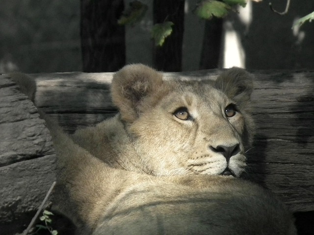 Lion Lionne Gros Chat - Photo gratuite sur Pixabay - Pixabay
