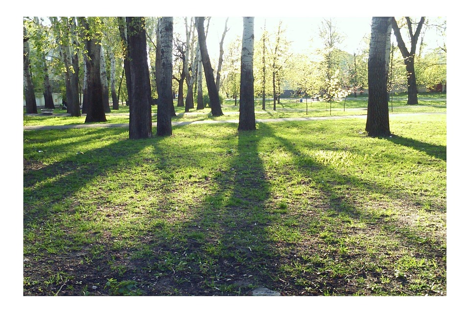 Ukraine Trees Spring - Free photo on Pixabay - Pixabay